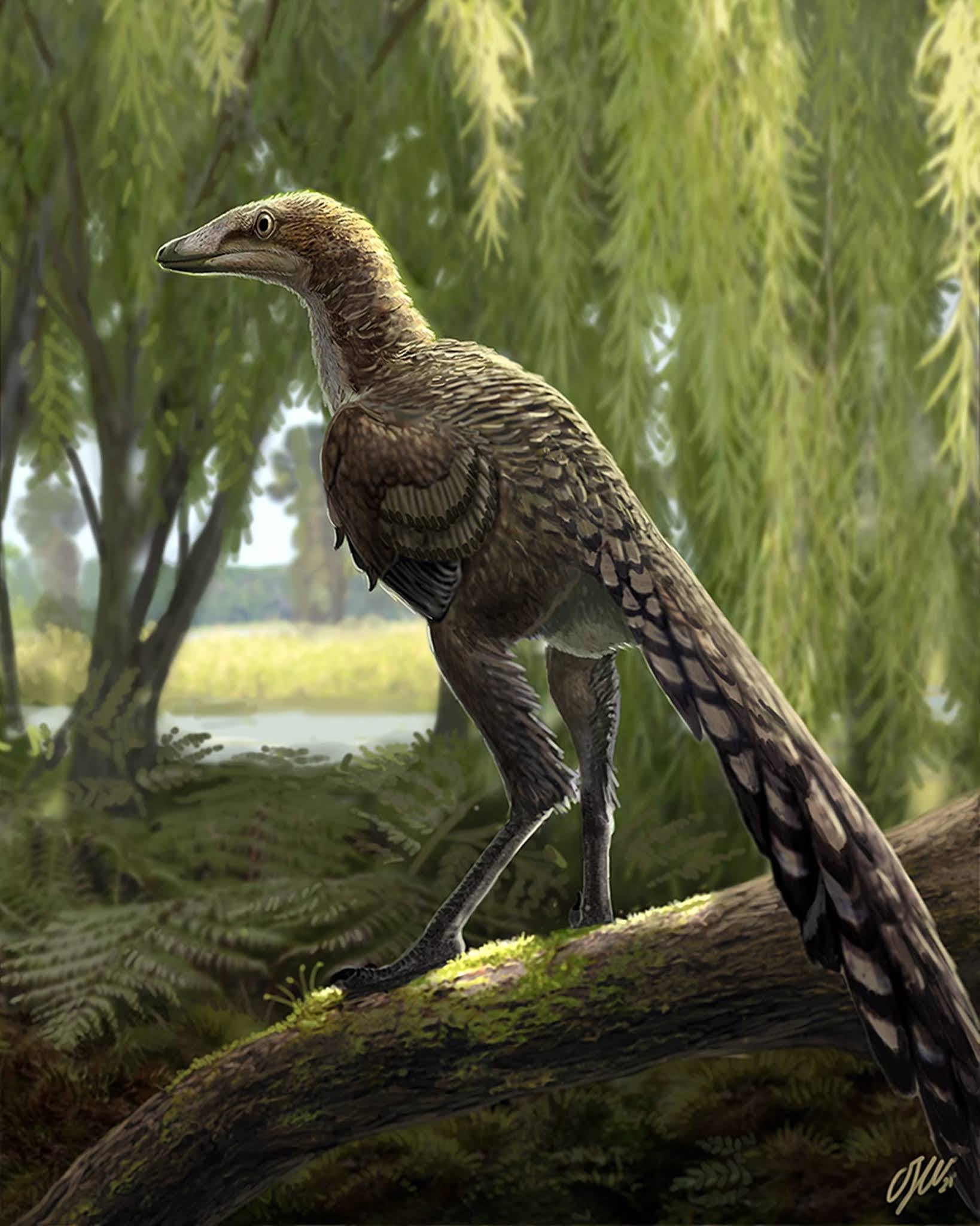 T-rex tüylü bir dinozor muydu - Evrim Ağacı