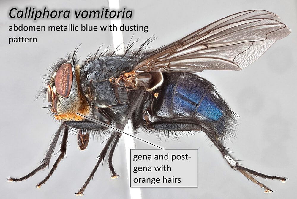 Cesedin taşınıp taşınmadığı nasıl anlaşılır? - Evrim Ağacı