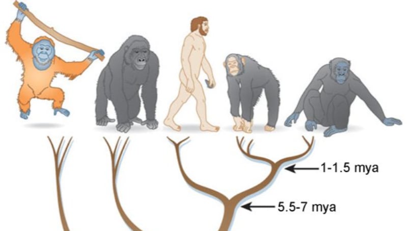 Hominidae (Kuyruksuz Maymun Ailesi) - Evrim Ağacı
