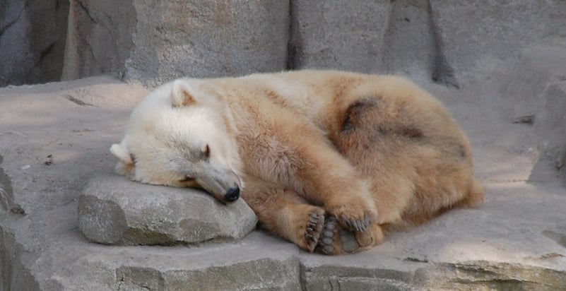 Melez hayvanlar nedir ? - Evrim Ağacı