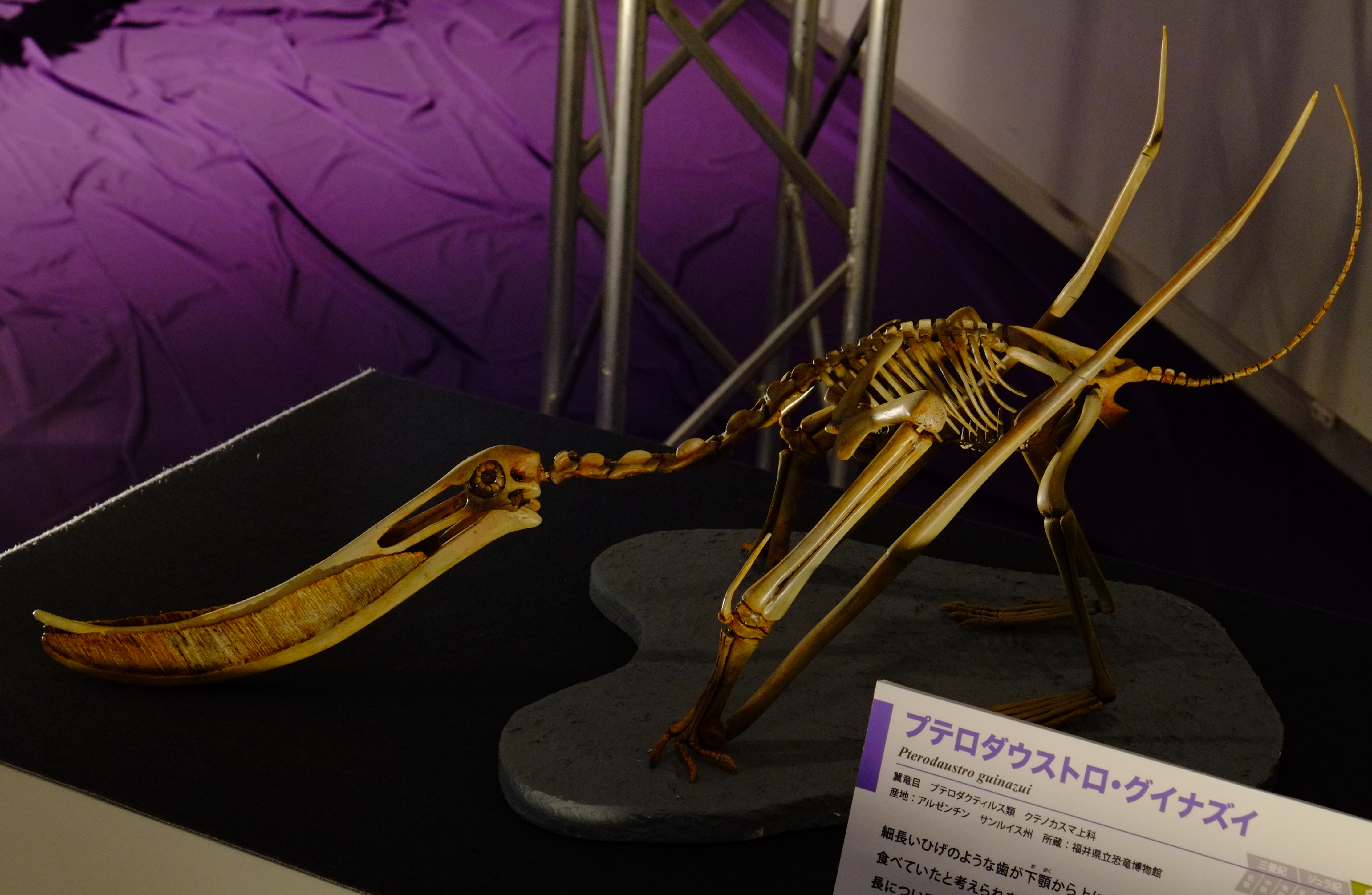 Pterodaustro guinazui - Evrim Ağacı
