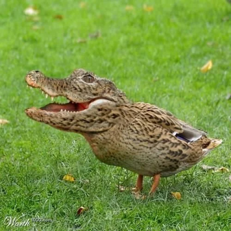 Crocoduck Nedir? Evrim Karşıtlarının Ara Türler Hakkındaki Yanlış ...