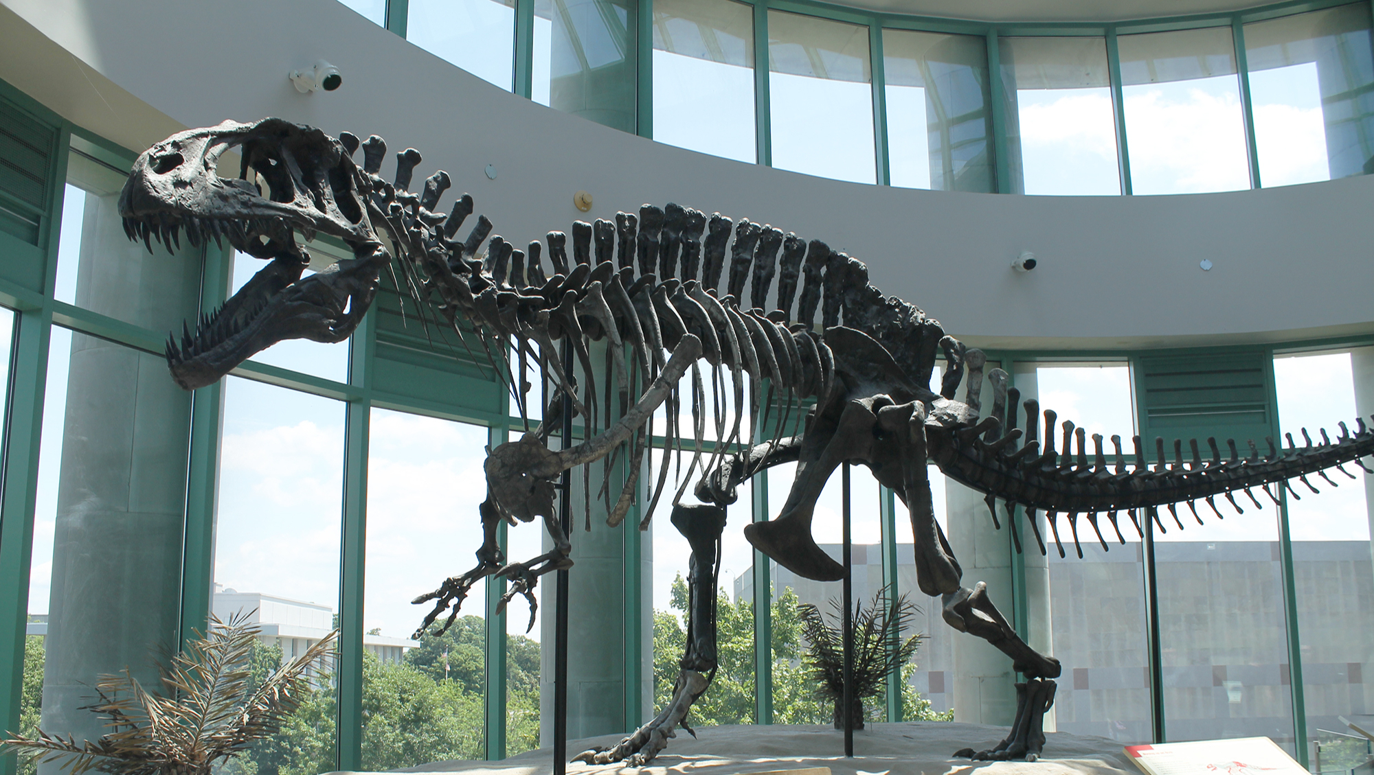 Acrocanthosaurus atokensis - Evrim Ağacı