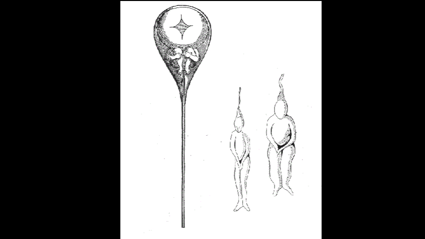 Preformasyon Teorisi - Evrim Ağacı