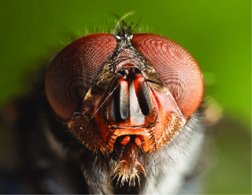 Cesedin taşınıp taşınmadığı nasıl anlaşılır? - Evrim Ağacı