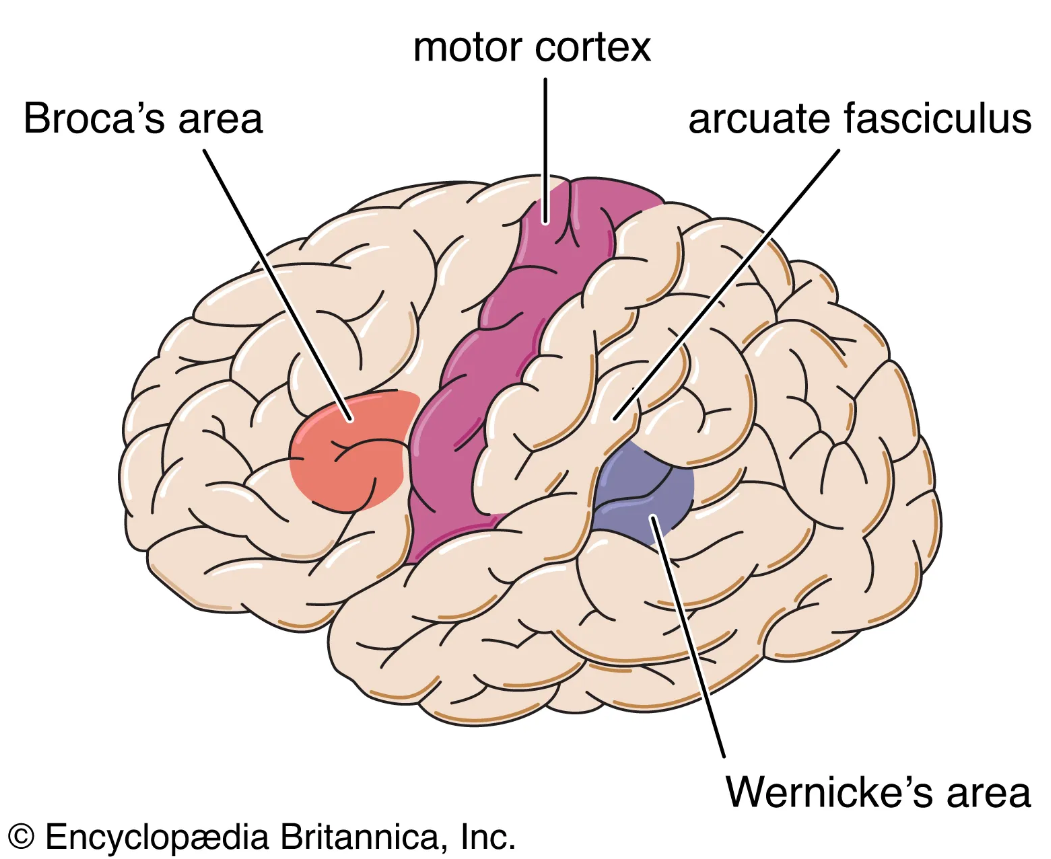 Broca Alanı Nedir? - Evrim Ağacı