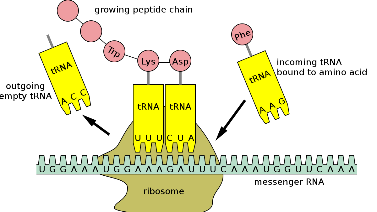 Ribozom - Evrim Ağacı