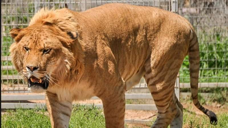 Melez hayvanlar nedir ? - Evrim Ağacı