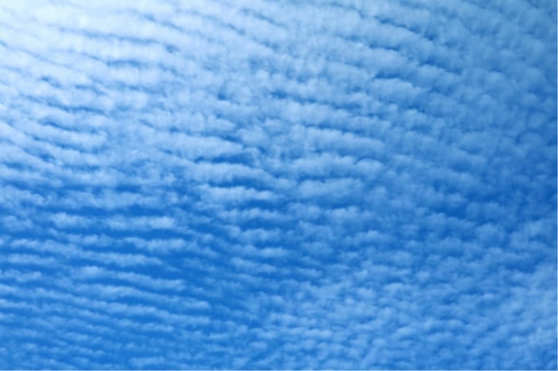 BULUTLAR VE TÜRLERİ - Evrim Ağacı