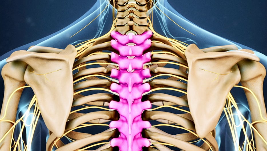 Torakal Disk Hernisi Nedir ? - Evrim Ağacı