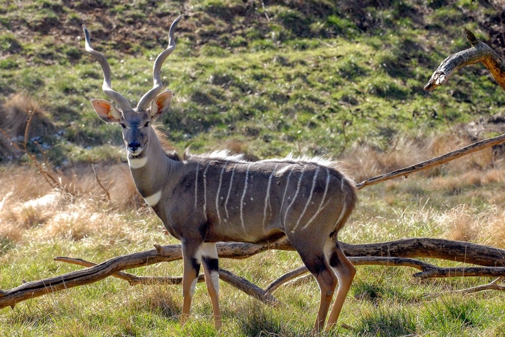 Büyük kudu (Tragelaphus strepsiceros) - Evrim Ağacı