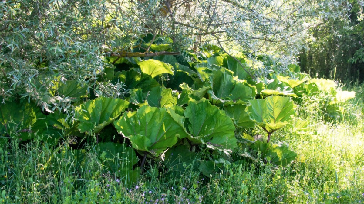 Bitkiler (Plantae) - Evrim Ağacı