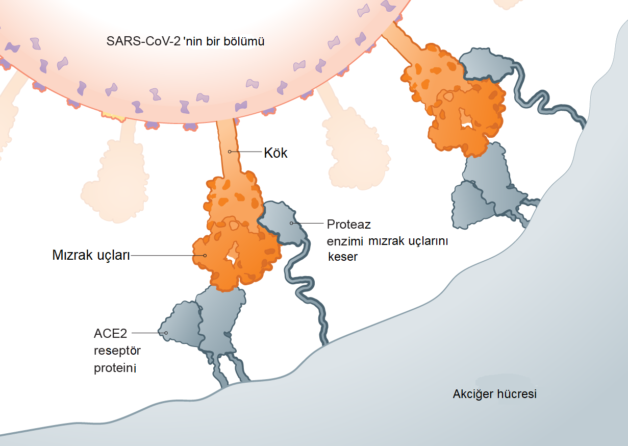 Bütün Dünyayı Etkisi Altına Alan SARS-CoV-2'nin İç Yapısına Yolculuk ...