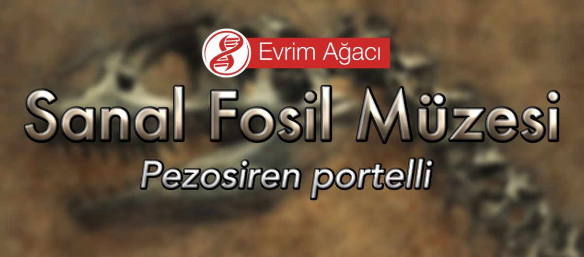 Pezosiren portelli (Ayaklı Deniz İnekleri) - Evrim Ağacı