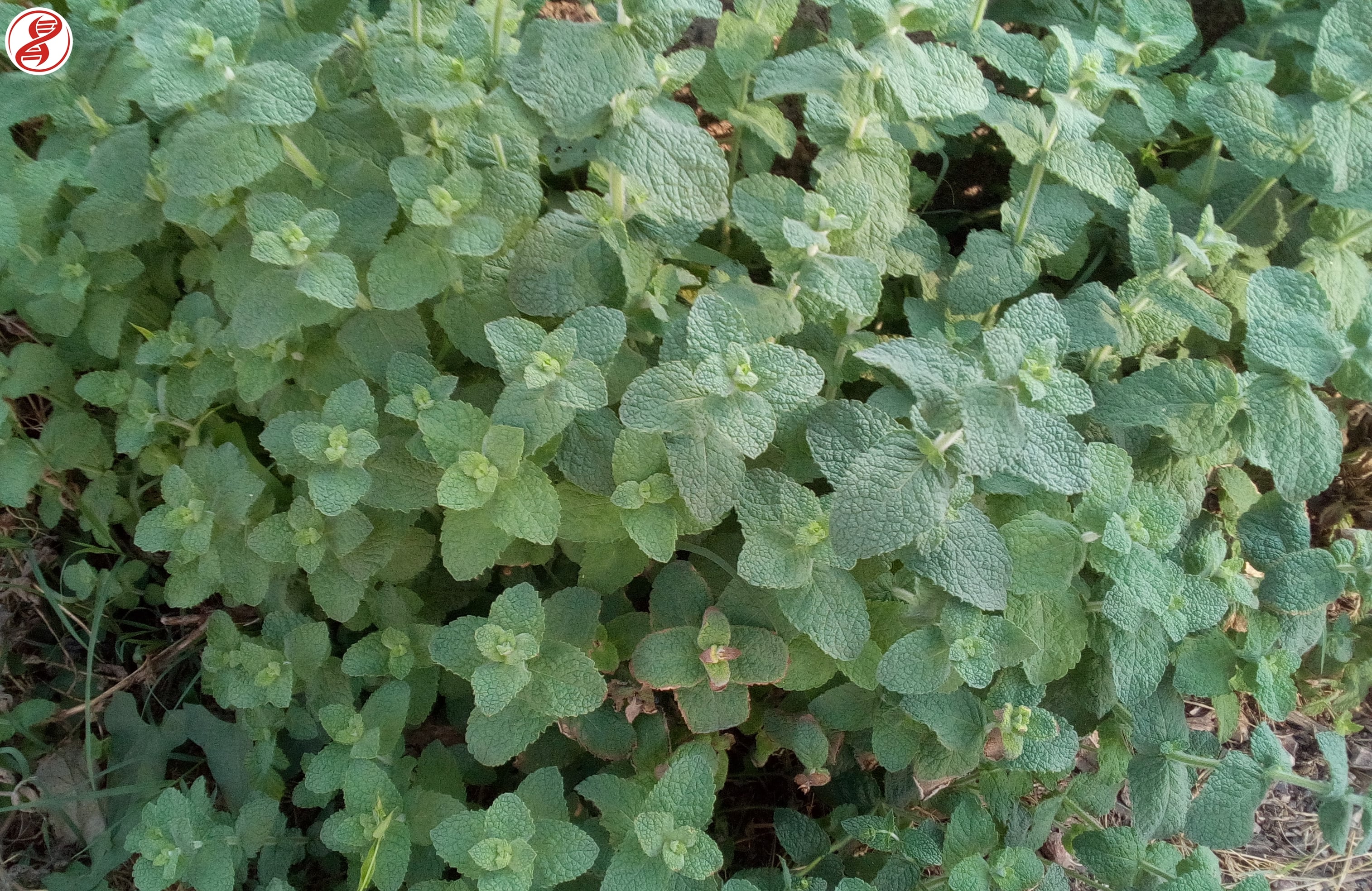 Nane (Mentha) - Evrim Ağacı