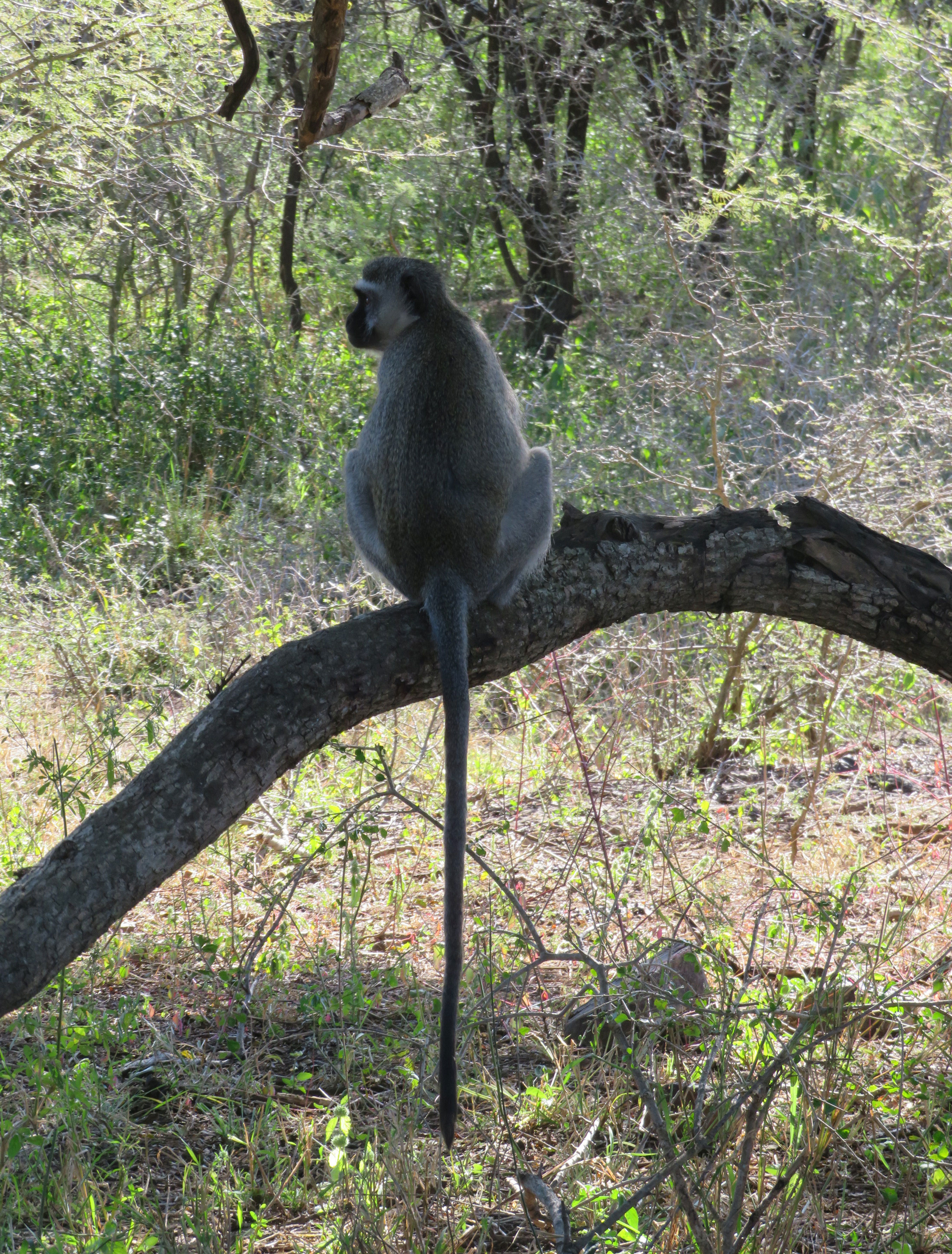 Vervet Maymunu (Chlorocebus pygerythrus) - Evrim Ağacı