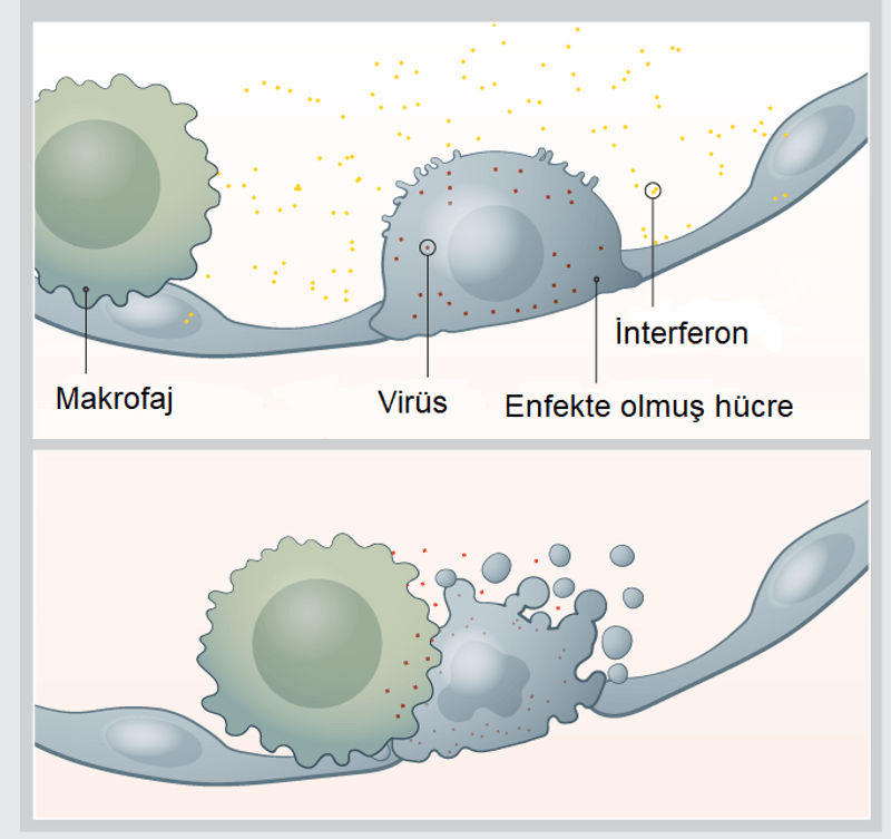 Bütün Dünyayı Etkisi Altına Alan SARS-CoV-2'nin İç Yapısına Yolculuk ...