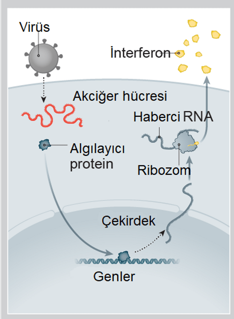 Bütün Dünyayı Etkisi Altına Alan SARS-CoV-2'nin İç Yapısına Yolculuk ...