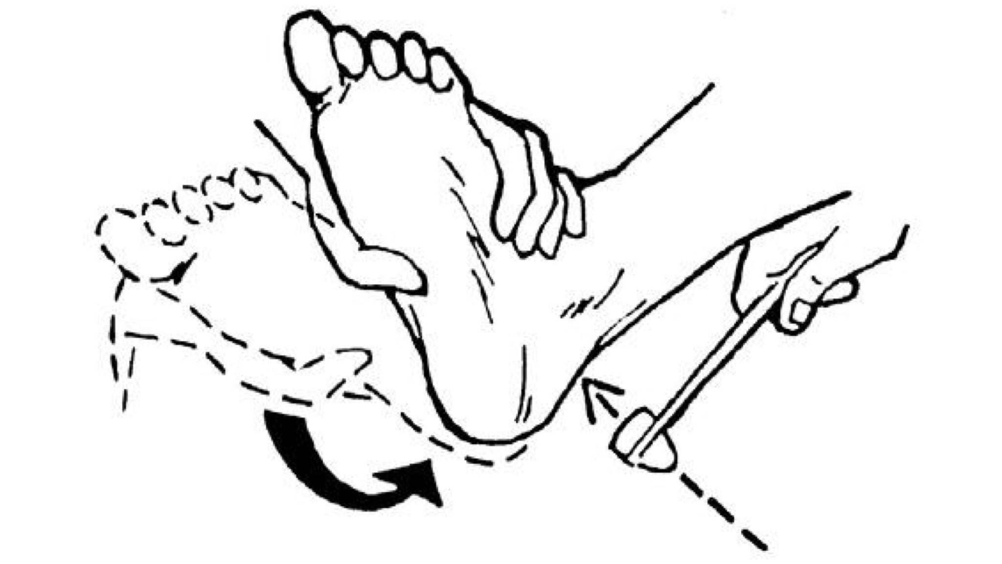 REFLEKS OLUŞUMU - Evrim Ağacı