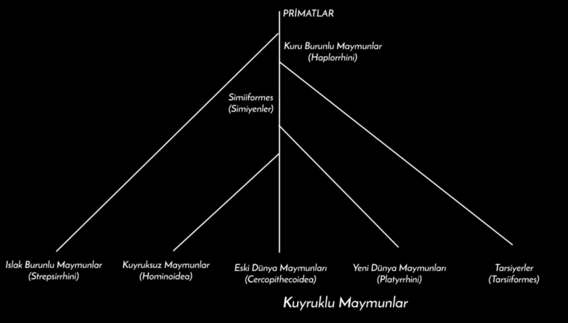 İnsanın Yaşayan En Yakın Akrabaları: Primat Nedir? - Evrim Ağacı