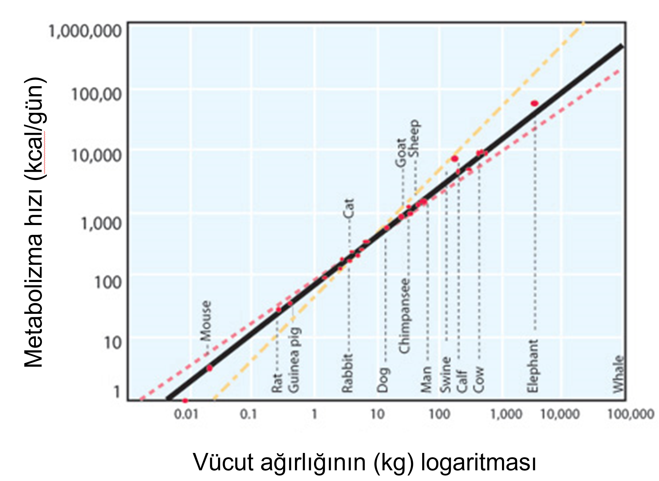 İnsan İş Gücünün Artı-Değer Üretme Yeteneğinin Biyolojik Kökeni Üzerine ...