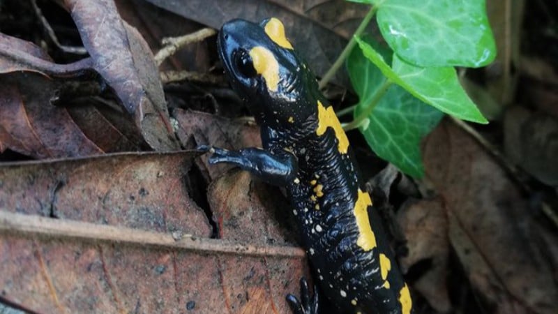Lekeli semender (Salamandra infraimmaculata) - Evrim Ağacı