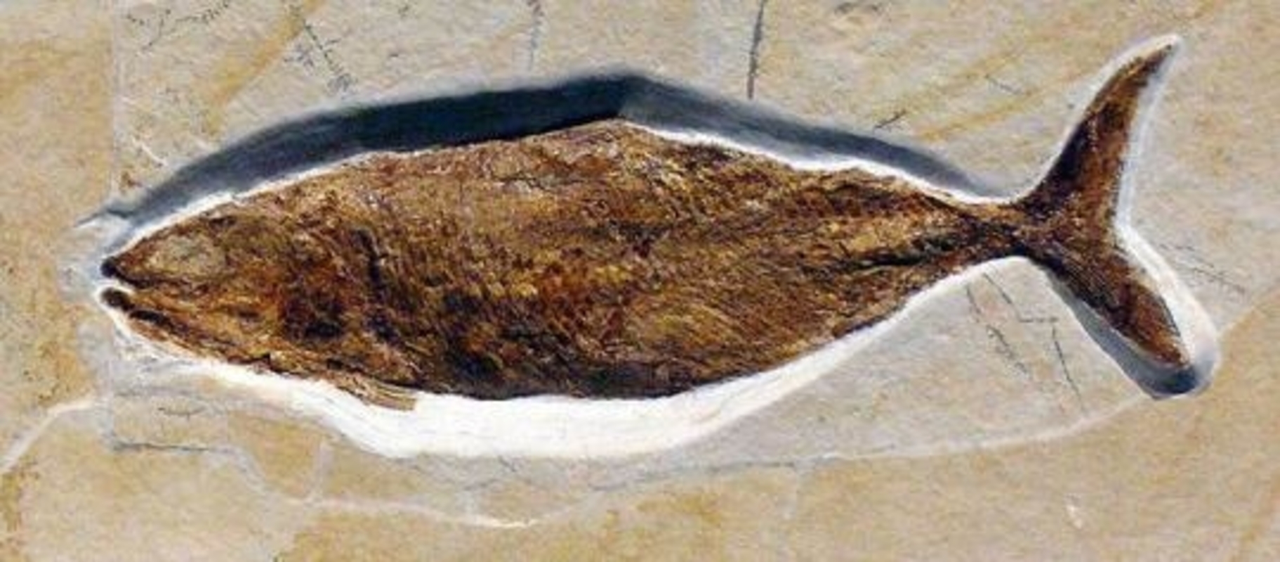 Evrimsel Süreç - 5: Büyük Ara Türler Atlası (Cilt 1) - Evrim Ağacı