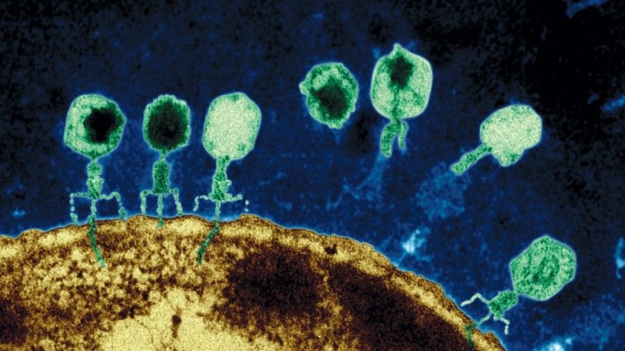 Grip Virüsü Zamanı Algılayabiliyor ve Bu, Onu Alt Etmekte ...