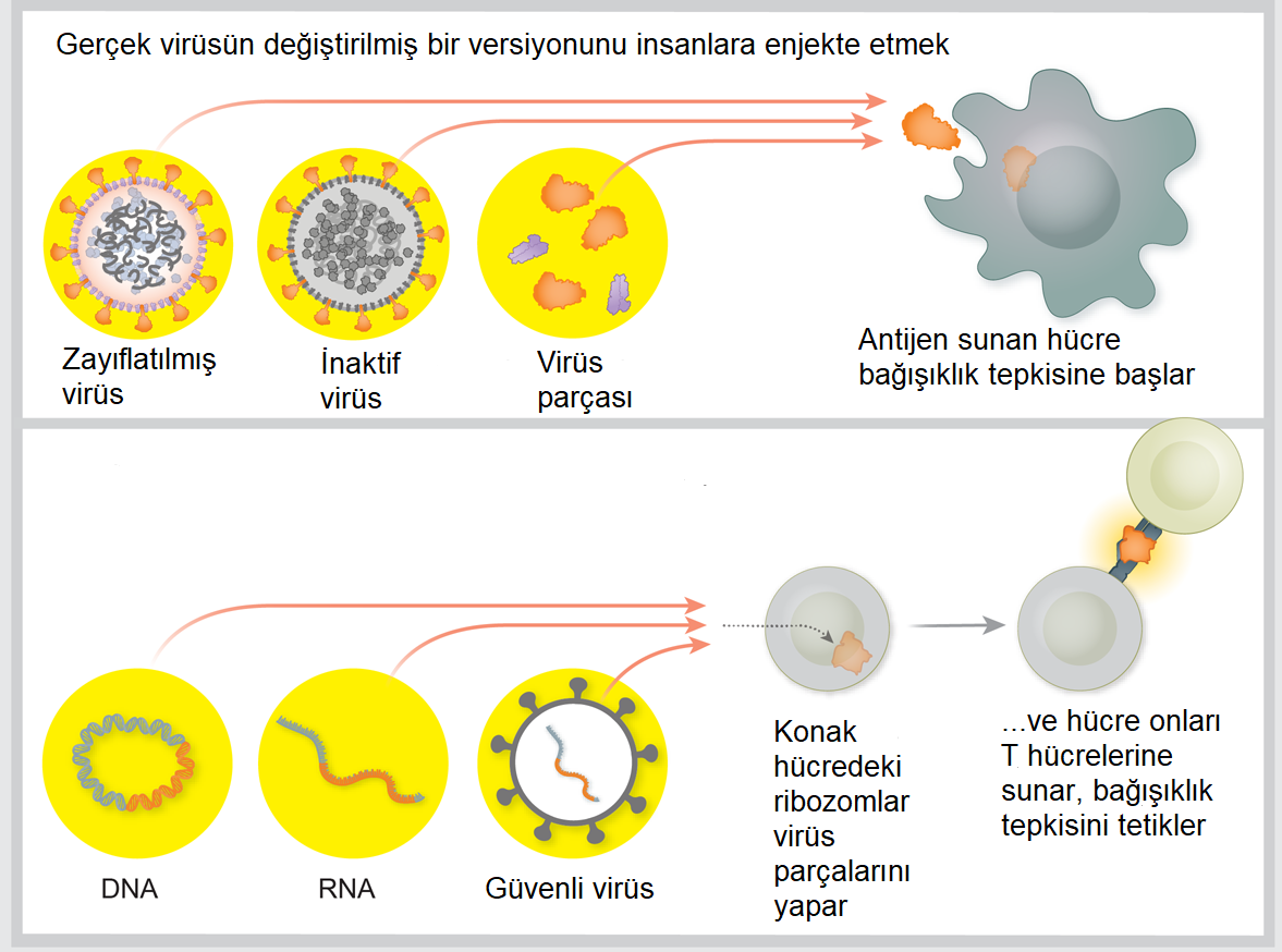 Bütün Dünyayı Etkisi Altına Alan SARS-CoV-2'nin İç Yapısına Yolculuk ...