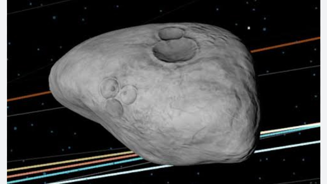 Hermippe - Evrim Ağacı