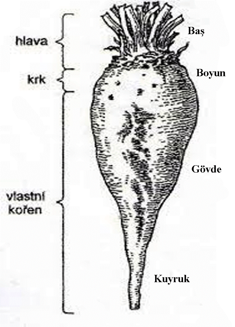 Şeker Pancarının Yapısı ve İnsan Sağlığı Üzerindeki Etkileri - Evrim Ağacı