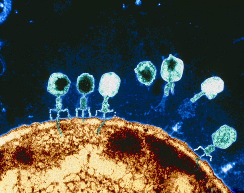What are Viruses? What Makes Them So Powerful? - Evrim Ağacı