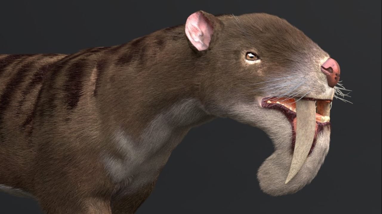 Keseli Kılıç Dişli Nedir? Soyları Nasıl Tükenmiştir? - Evrim Ağacı