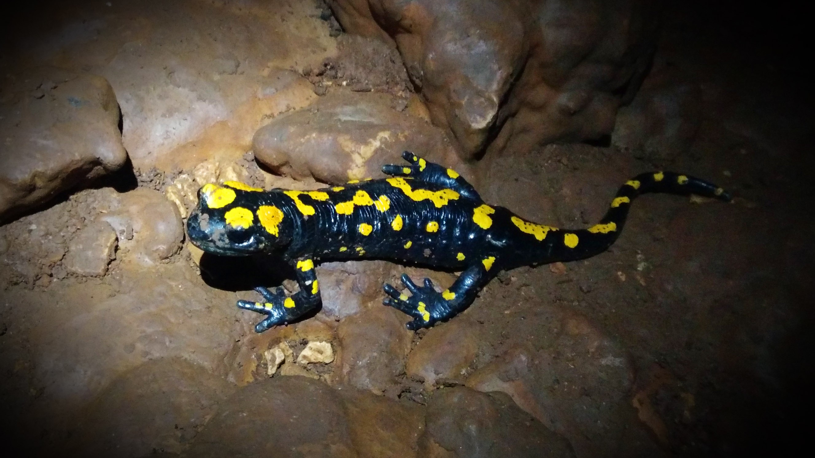 Amfibiler için Sessiz Kıyamet: Katil Mantar! - Evrim Ağacı