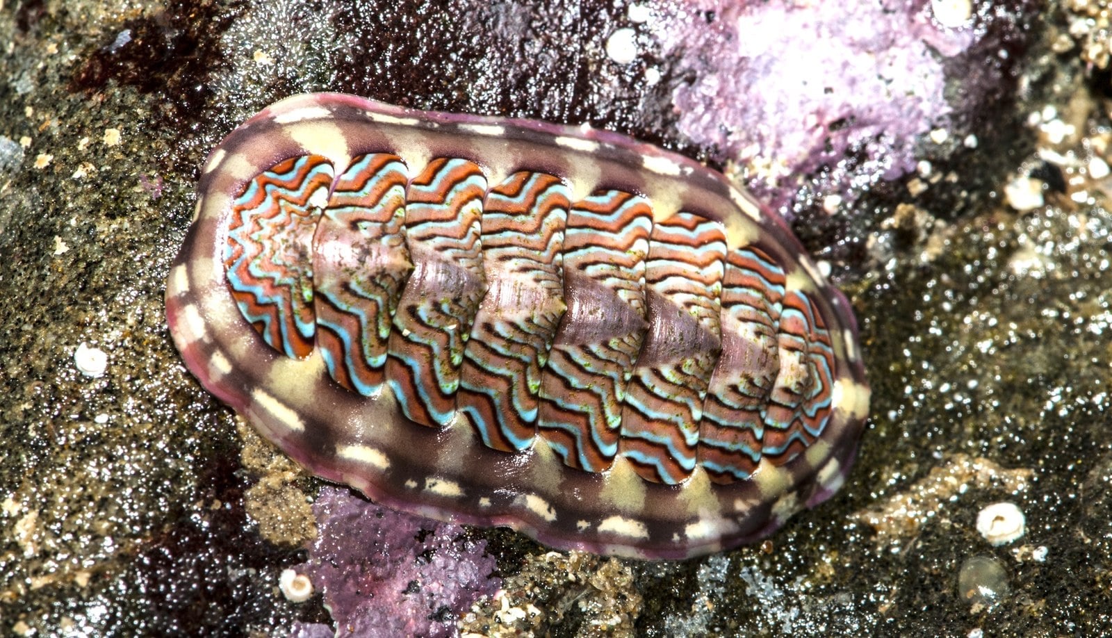 Kiton (Polyplacophora) - Evrim Ağacı