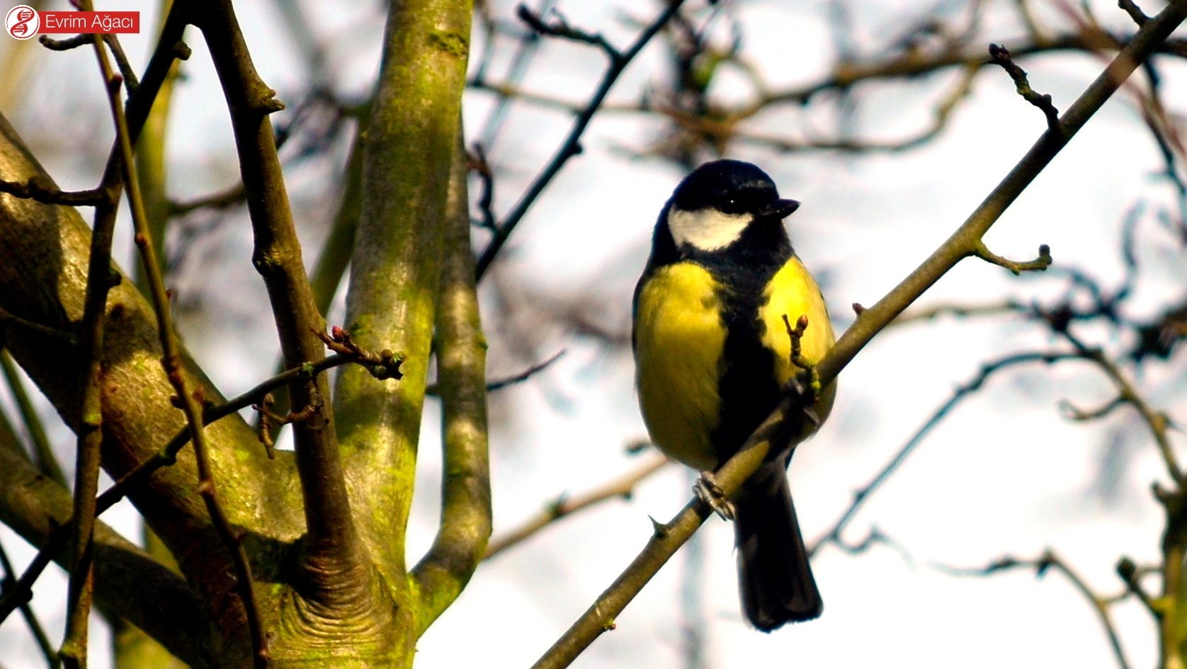 Büyük Baştankara Parus Major Evrim Ağacı
