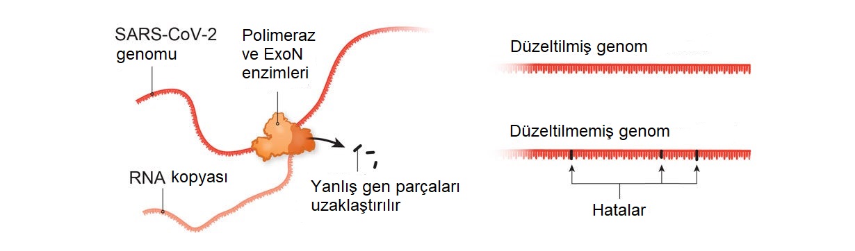 Bütün Dünyayı Etkisi Altına Alan SARS-CoV-2'nin İç Yapısına Yolculuk ...