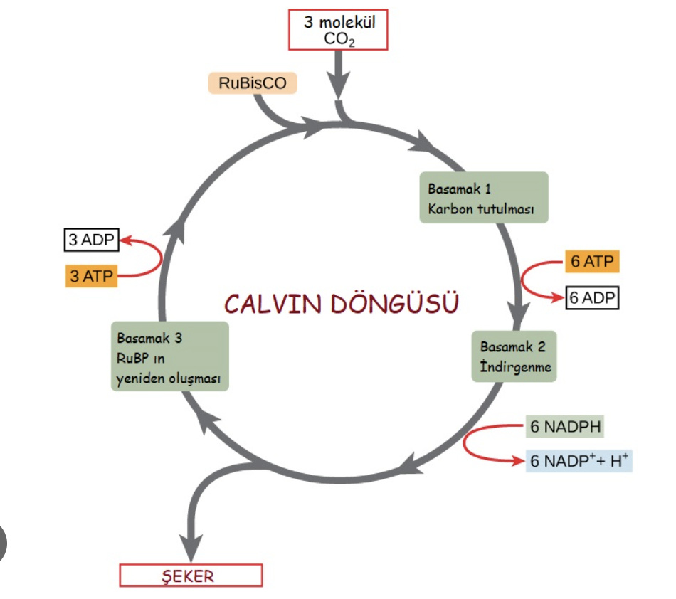Evrimden Ekolojiye Hücresel Solunum ve Fotosentez: Meraklısına Bir Özet - Evrim Ağacı