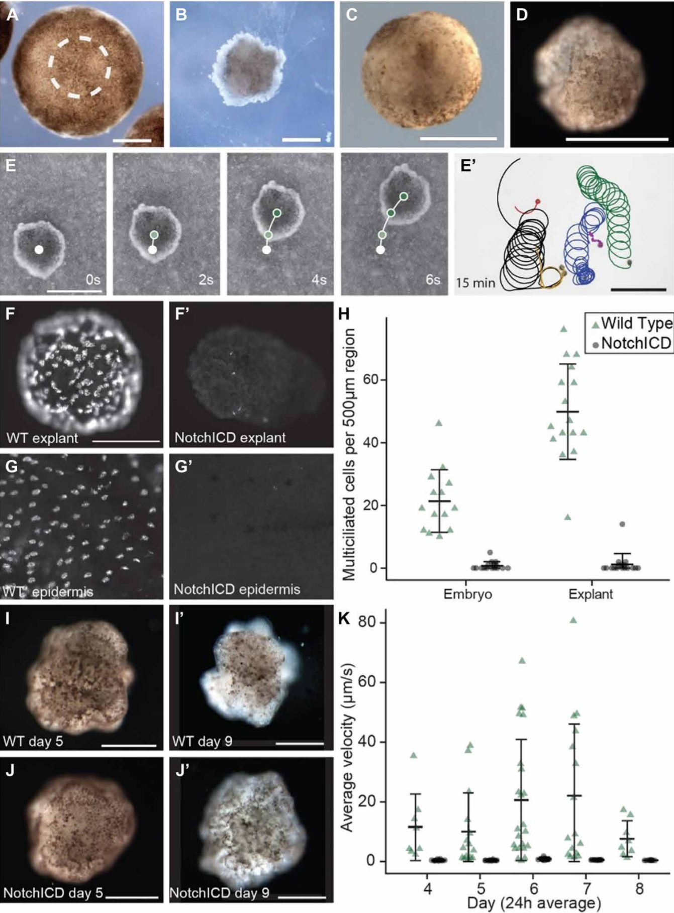 Kendi Kendine Üreyebilen Biyolojik Robotlar Üretildi: Xenobot 3.0 ile ...