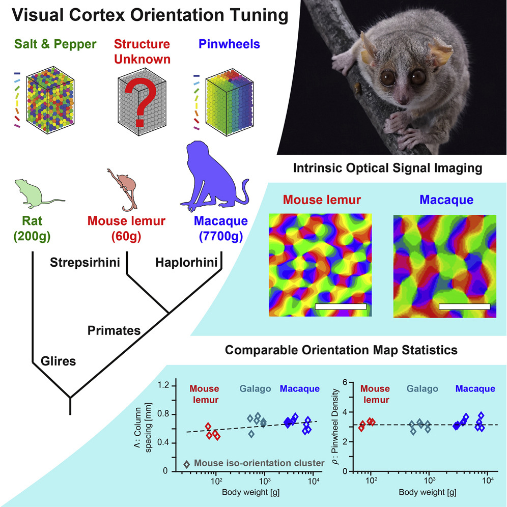 Dünyanın En Küçük Primatlarından Olan Gri Fare Lemuru, Görsel ...