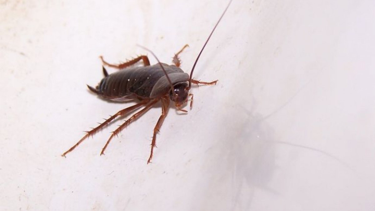 Have Cockroaches "Never" Evolved for More Than 250 Million Years? On ...