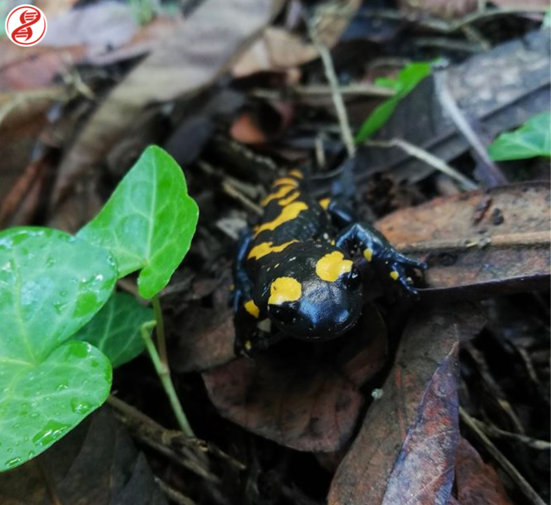 Lekeli semender (Salamandra infraimmaculata) - Evrim Ağacı