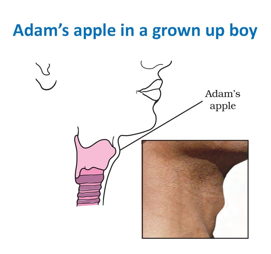 Adam's Apple: What Is It and Why Do We Have One? - Evrim Ağacı