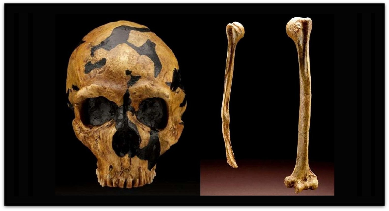 Neandertalin Çilesi: Kemik Analizleri Kuzenlerimizin Zorlu Hayatını ...