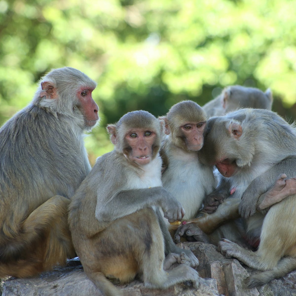 Hayvanların Matematiksel İşlem Yapma Becerileri Var mı? - Evrim Ağacı