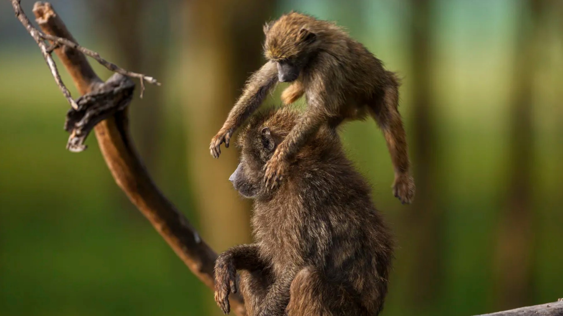 Eski Dünya Maymunları (Cercopithecidae) - Evrim Ağacı