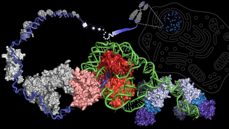 Telomer Nedir? Ömrü Uzatmak Mümkün mü? - Evrim Ağacı