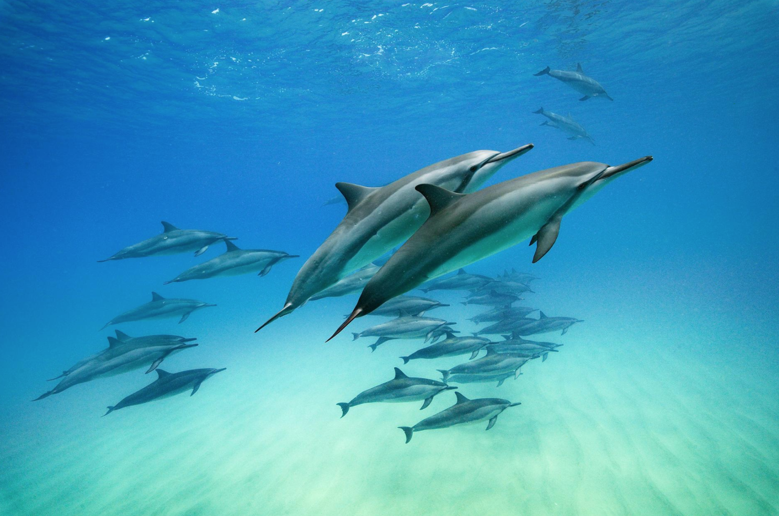 Yunuslar Tıpkı İnsanlar Gibi Cesur ve Utangaç "Kişiliklere" Sahipler ...