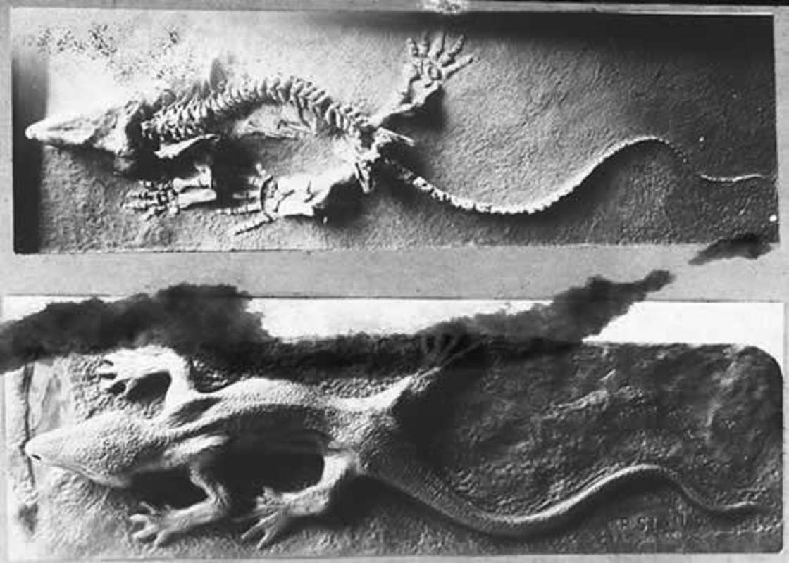 Amfibilerden Sürüngenlere Geçiş - Evrim Ağacı