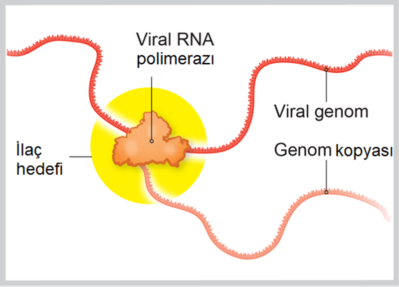 Bütün Dünyayı Etkisi Altına Alan SARS-CoV-2'nin İç Yapısına Yolculuk ...